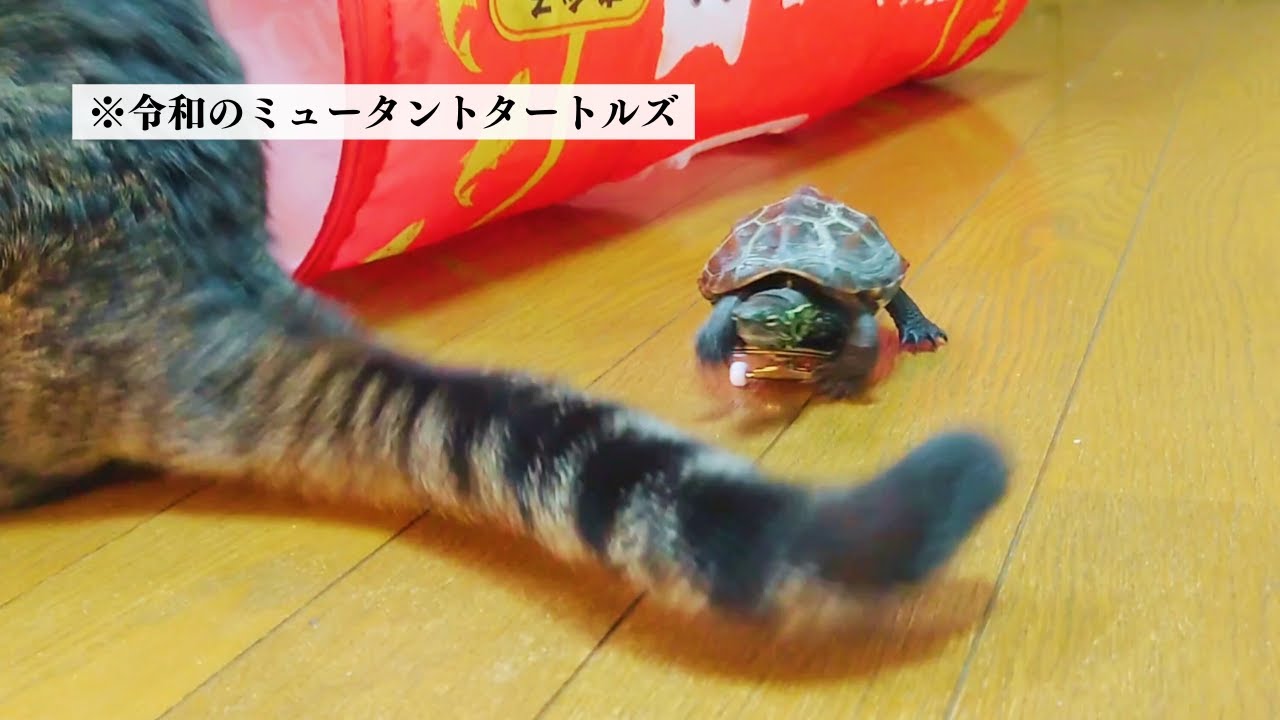 スケボー亀の軍曹、猫を追いかけて走り回る！【Skateboard turtle sergeant runs around chasing a ...