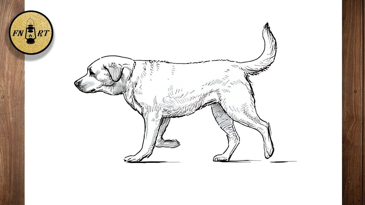 How to draw a labrador dog easy step by step - YouTube