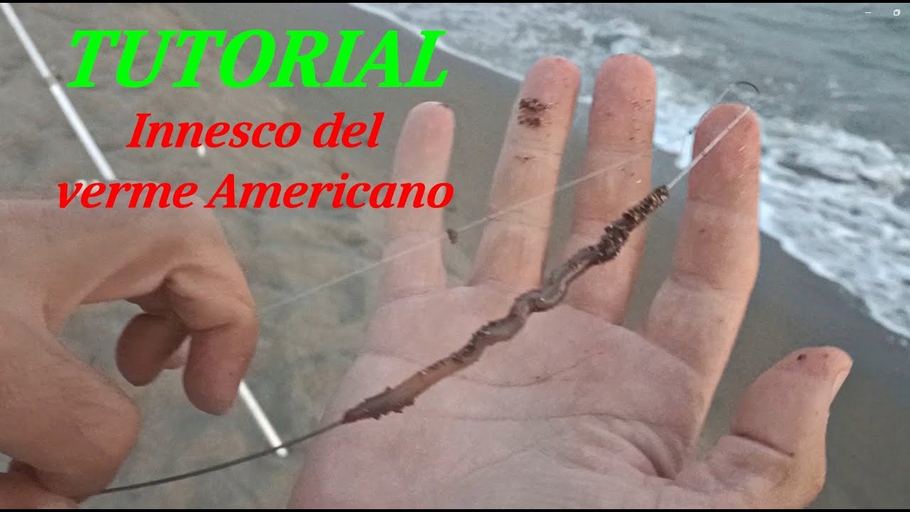 TUTORIAL - Pesca Dalla Spiaggia - L'innesco del verme Americano - YouTube