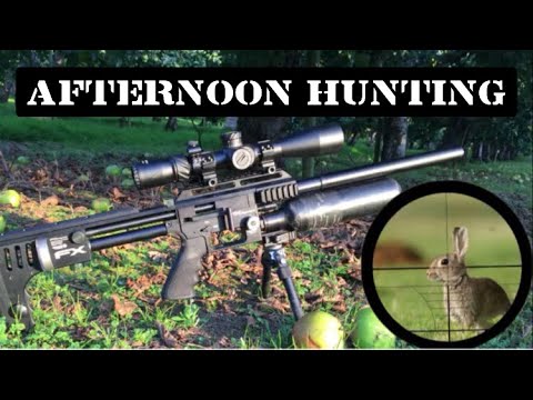 Afternoon rabbit hunting- fx impact air rifle - YouTube