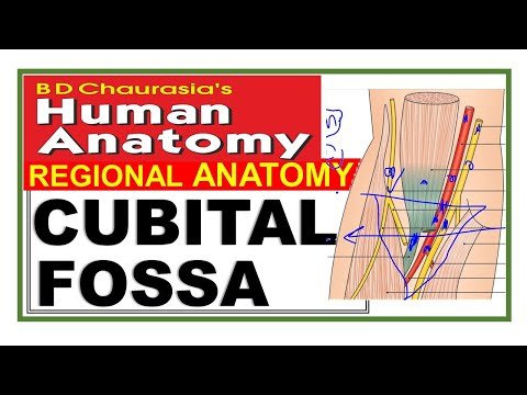 Chp8 | Cubital Fossa | Upper Limb | BD Chaurasia Regional Anatomy | Dr Asif Lectures