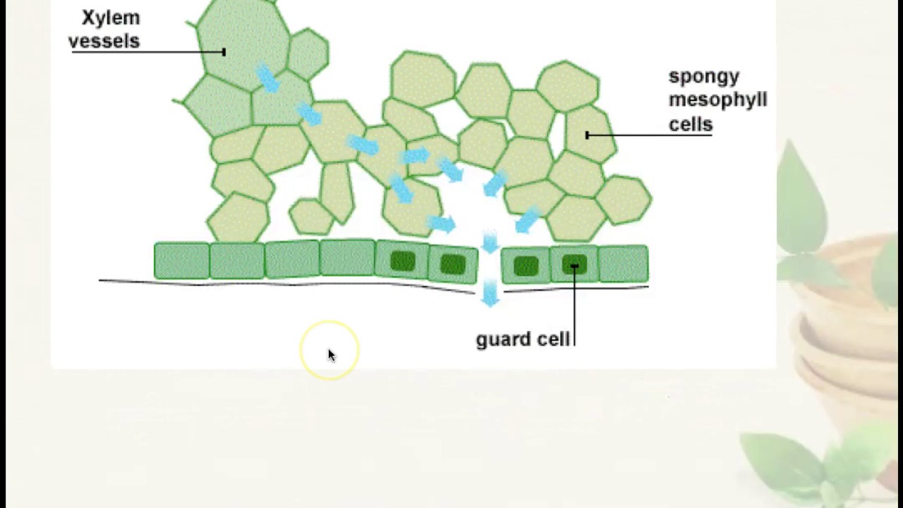 Transport In Plants What Is Transpiration Pull YouTube transport-in-plants-what-is-transpiration-pull-youtube