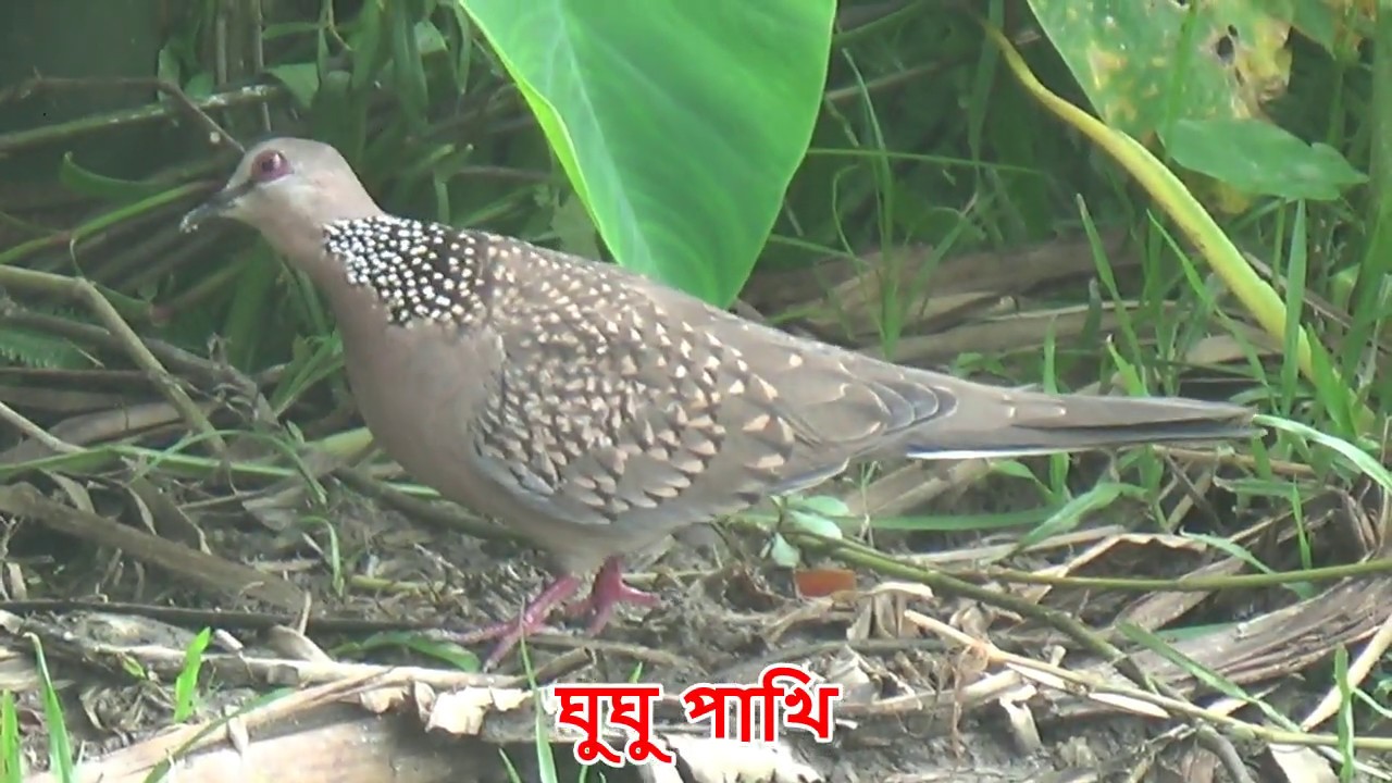 অসাধারণ সুন্দর পাখি ঘুঘু।।তিলা ঘুঘু।।ঘুঘু পাখি।।DOVE।।BIRD।। - YouTube