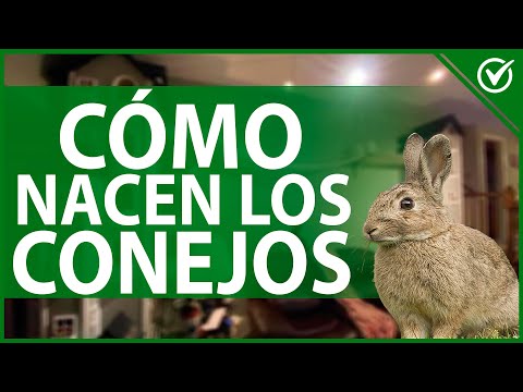 Cómo Nacen los Conejos - Todo Sobre Antes, Durante y Después del Parto ...