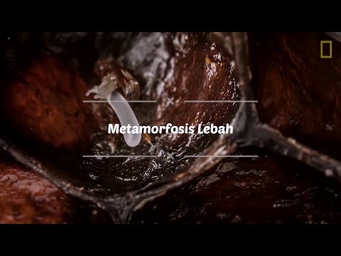 Metamorfosis | An Tasyah