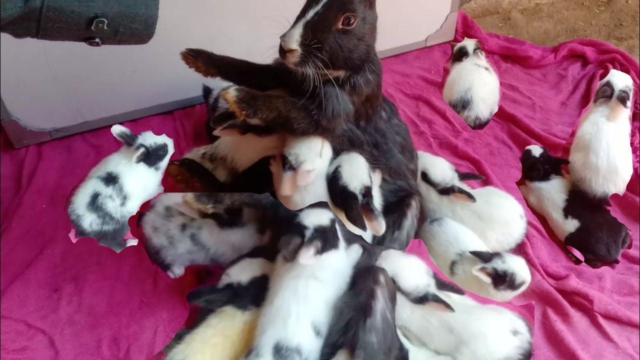 cute baby feeding | bunny feeding her kids baby bunnies - YouTube