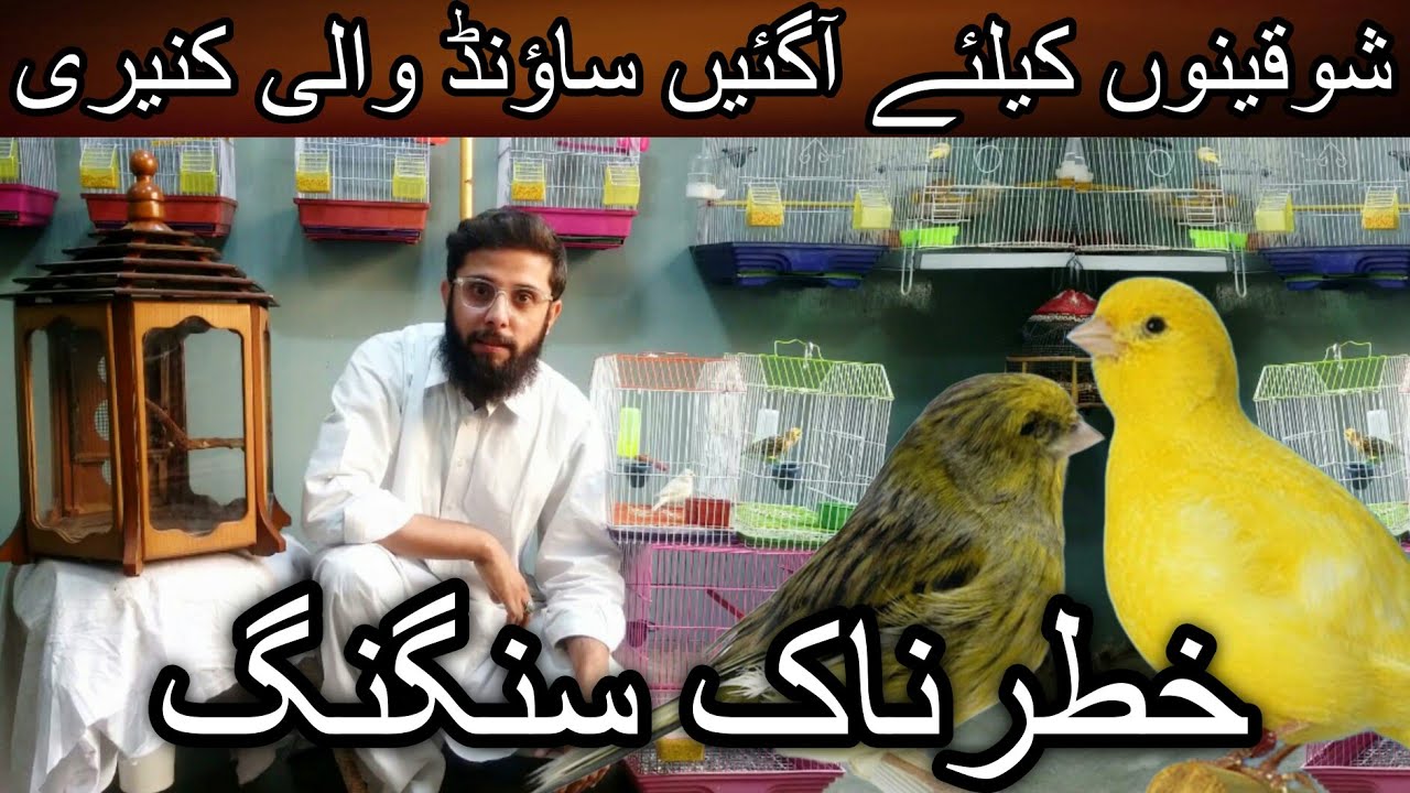 A visit at Khurram Butt Canary Setup in karachi pakistan | Canary ...