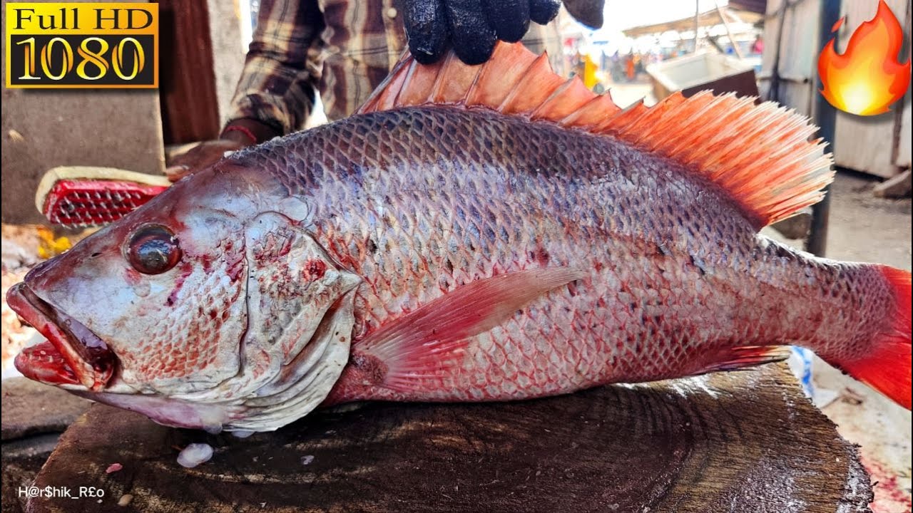 KASIMEDU FISH CUTTING💥| SNAPPER FISH CUTTING🐟 | FISH CUTTING SKILL ...