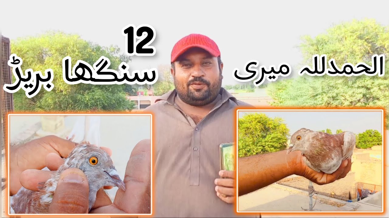 one of my favorites breed 12 Singha Alhmdullilah" - YouTube