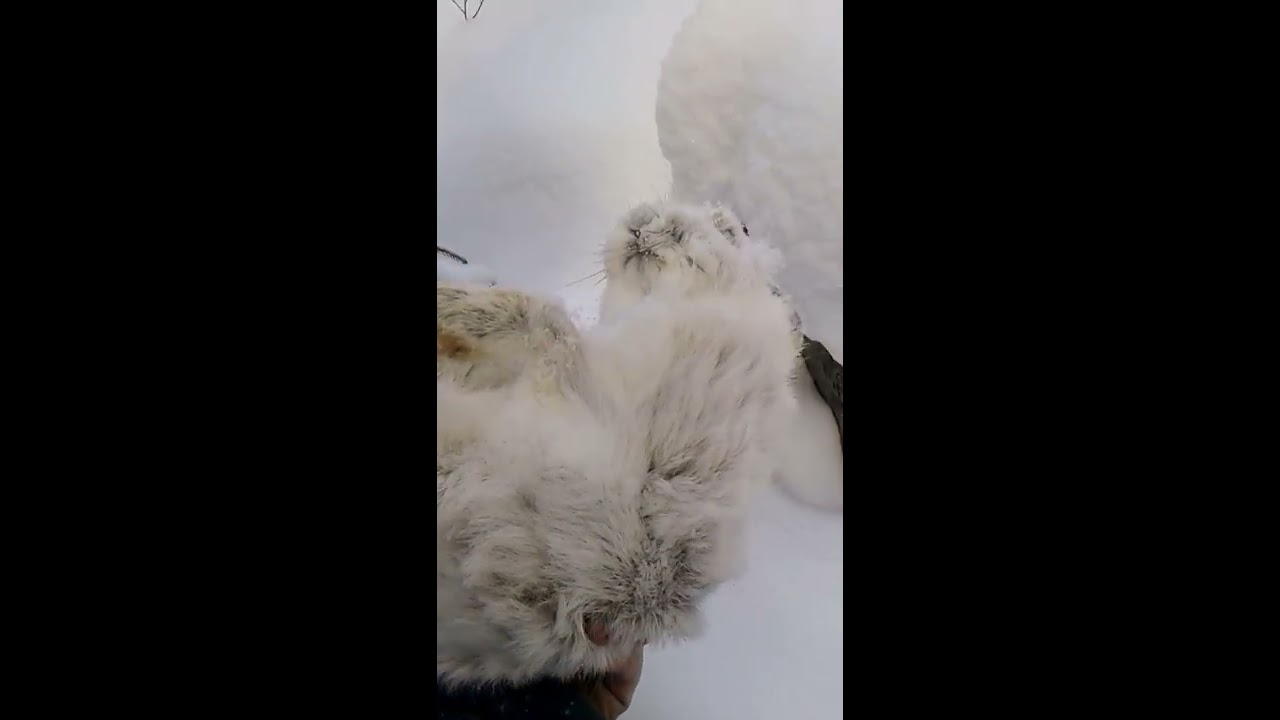 snaring snowshoe hare #5 - YouTube