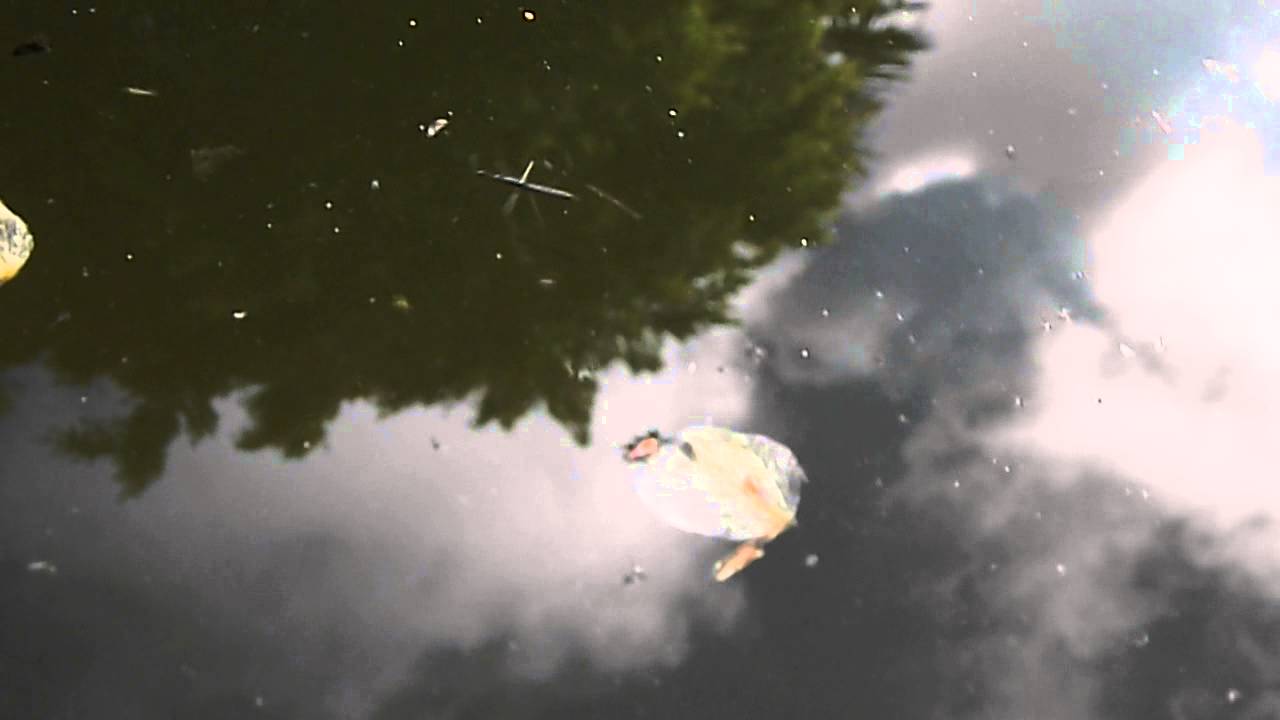 Water Stick Insect/Water Measurer, Hydrometra stagnorum ,Victoria Park ...