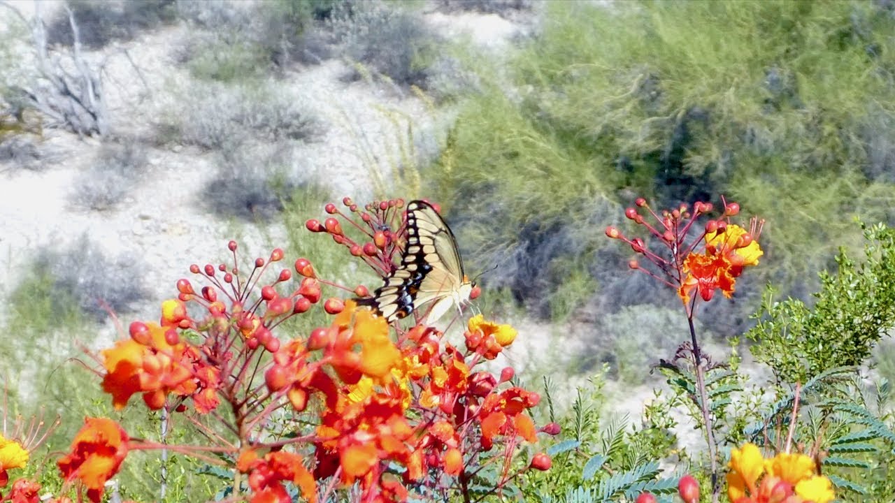 Butterflies in Slow Motion - YouTube