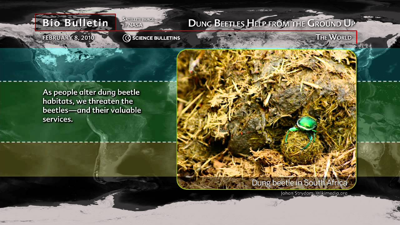 Science Bulletins: Dung Beetles Help from the Ground Up - YouTube