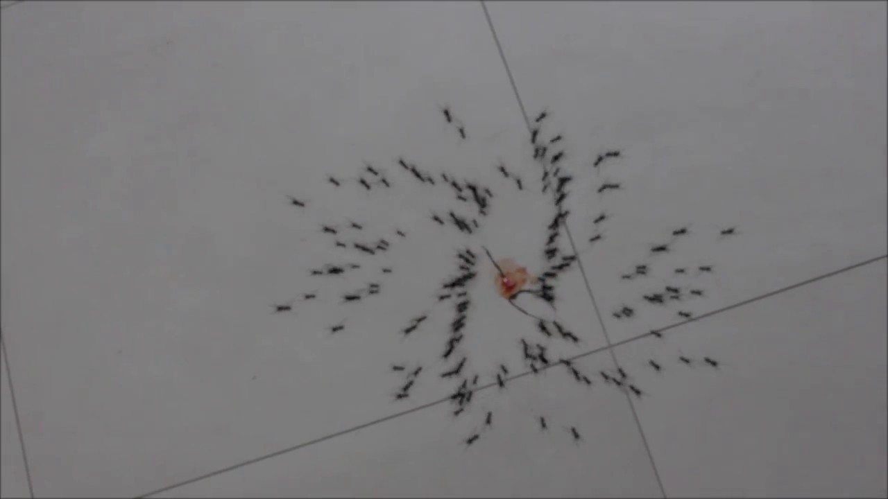 Pregnant Spider Explodes!!! - YouTube
