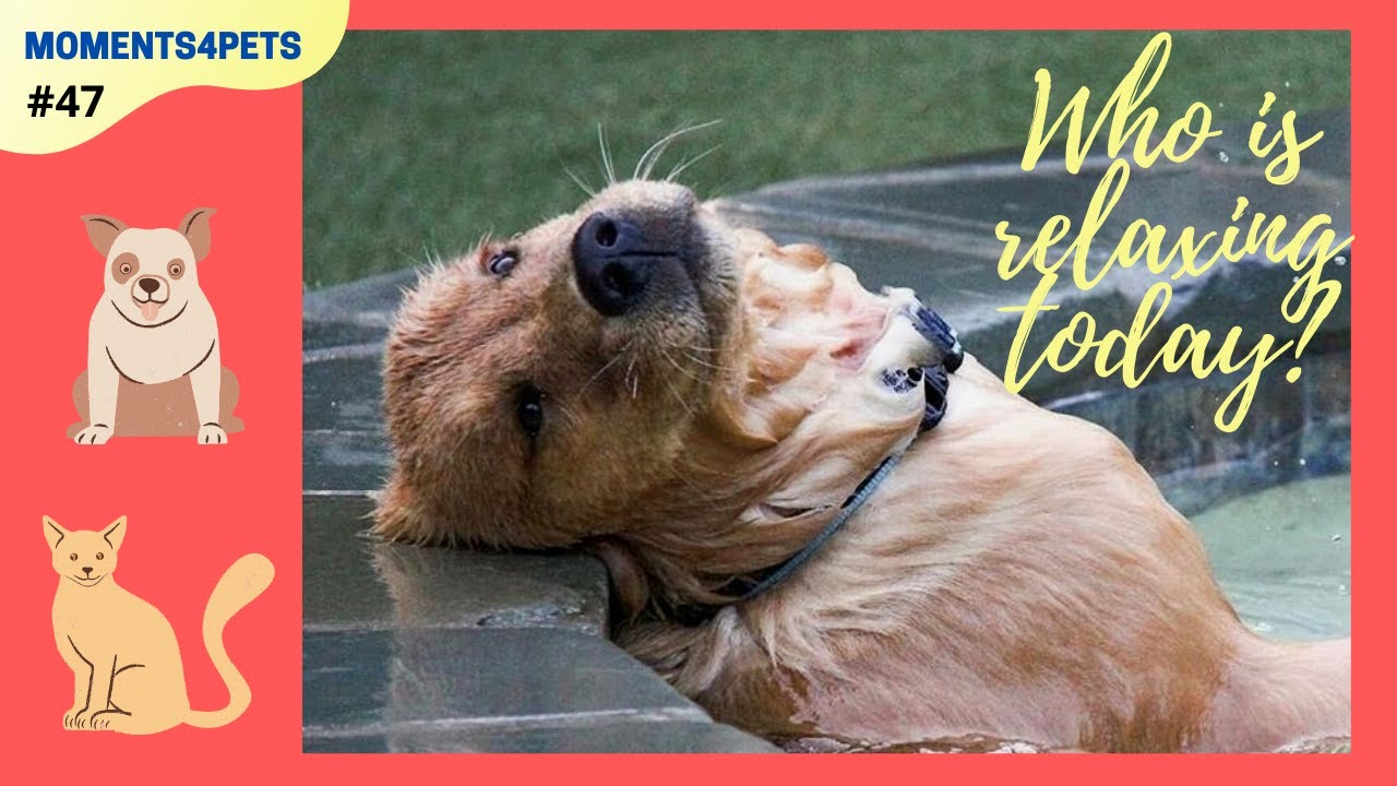 The Best Amazing Pets and Cute Animals Funniest Moments of 2020 ...