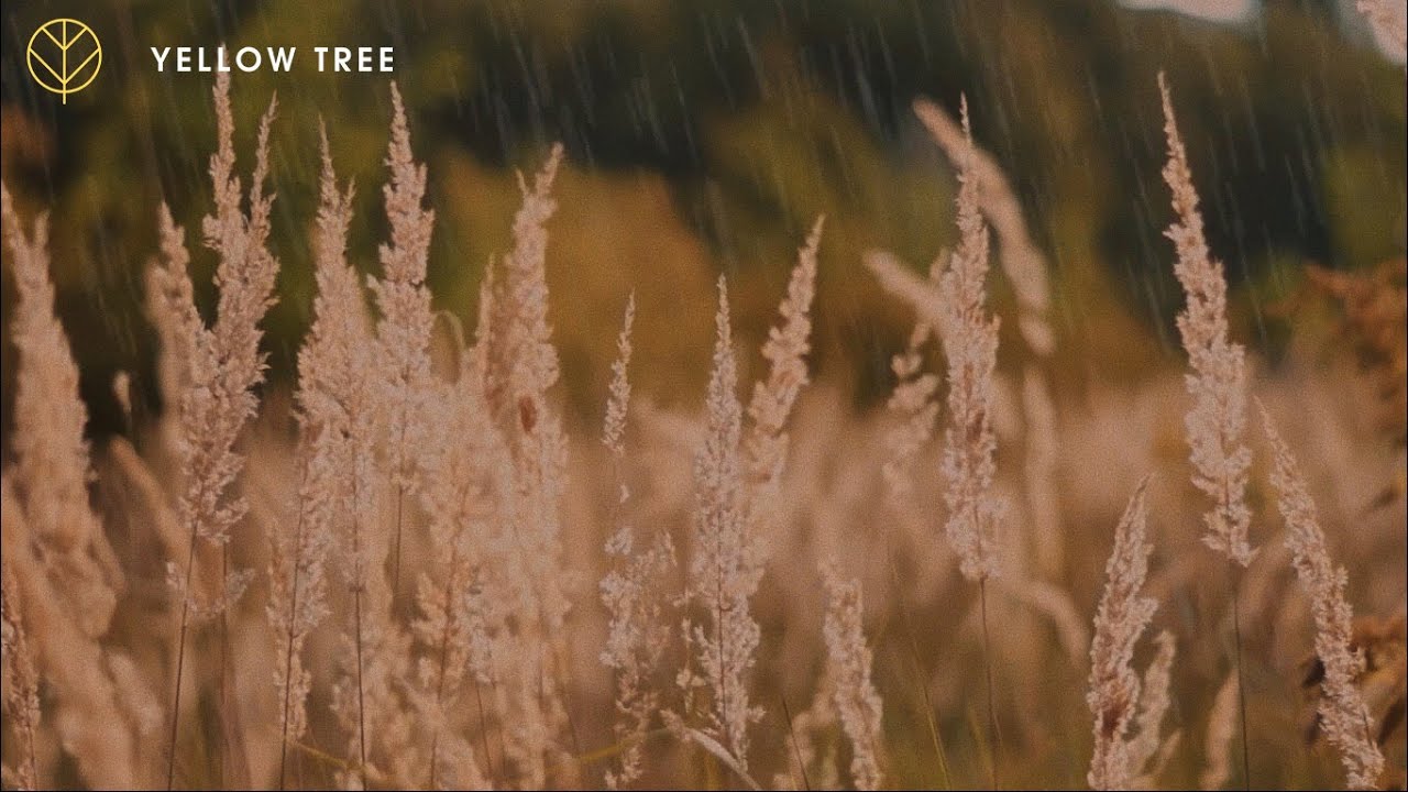 Soothing Sounds Of Rain, Wind, & Rustling Field - YouTube