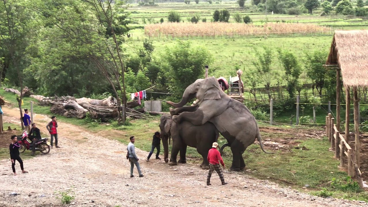 Amazing Elephants Mating in Lao - YouTube
