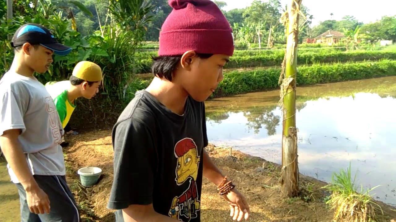 MENABUR PADI ALA SANTRI - YouTube
