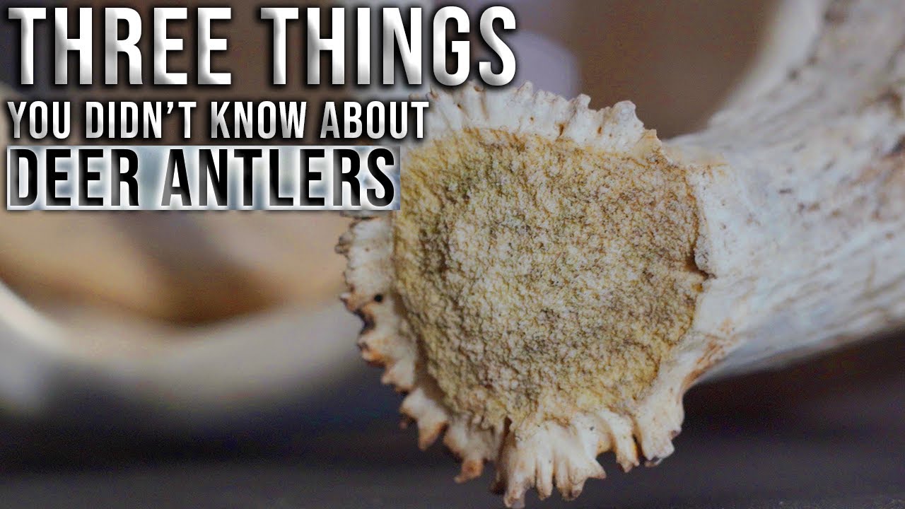 3 Things You Might Not Know About Deer Antlers - YouTube