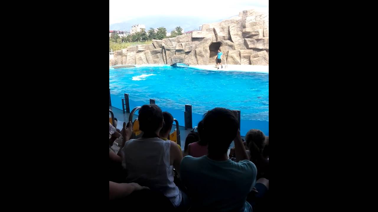 BATUMI DELFINARIUM - YouTube