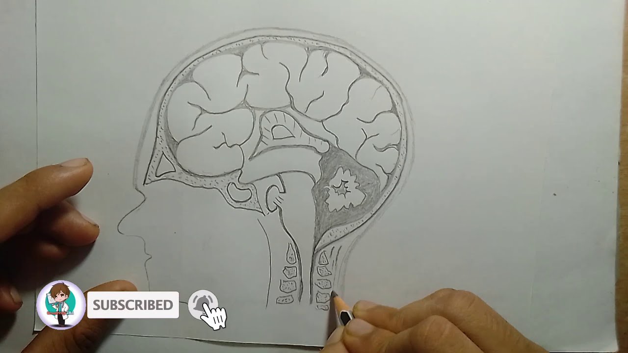Brain Structure step by step,মস্তিষ্কের লম্বচ্ছেদ,Simple way,bd drawing ...