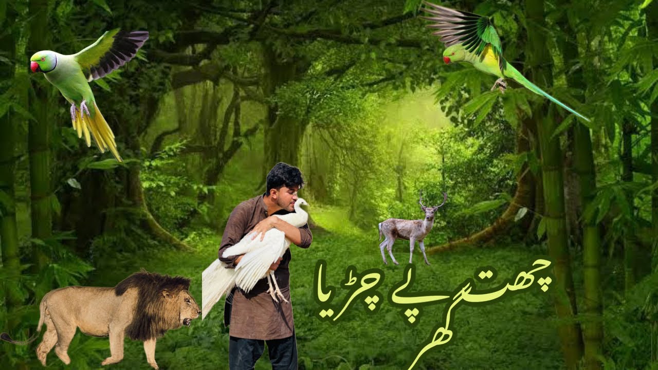 Chat Pa Chiriya Ghar #birds #birdslover - YouTube