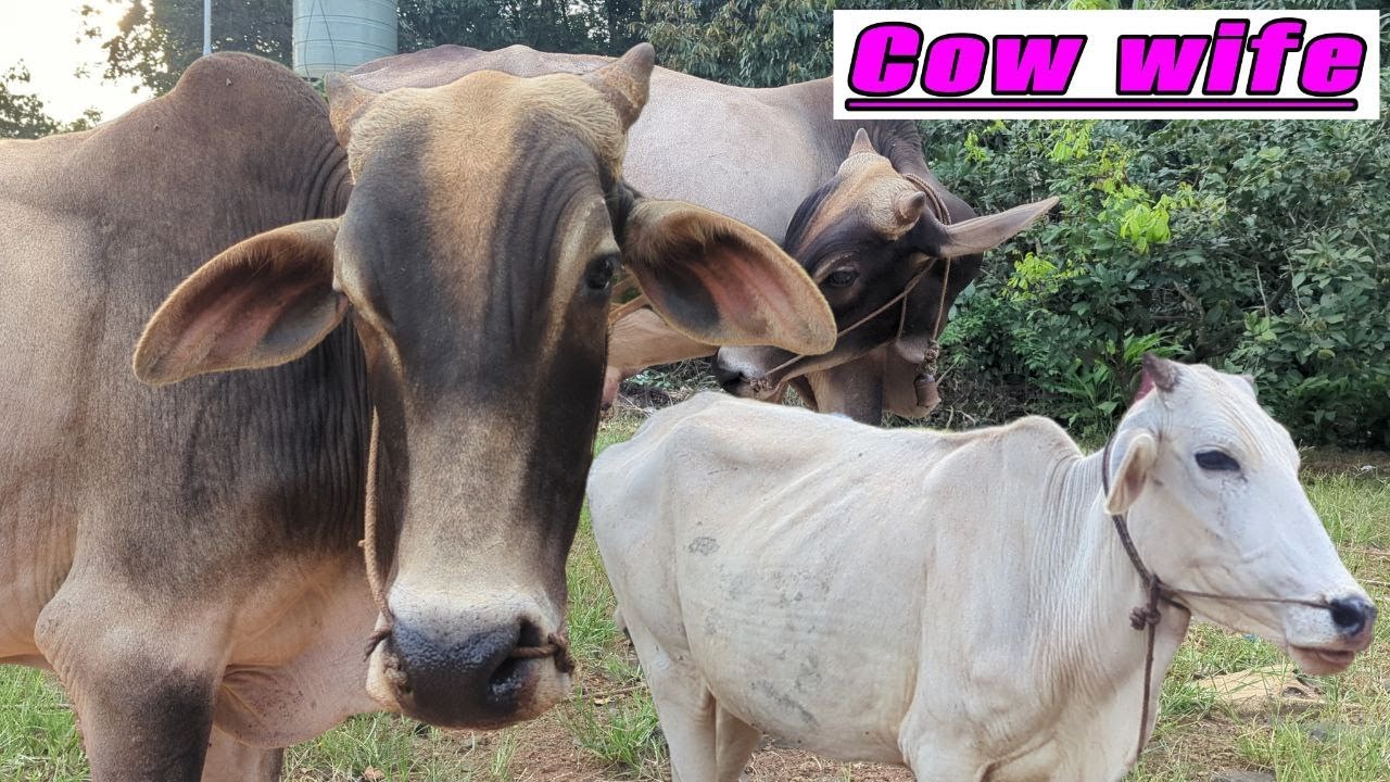 cow broken pot #cow #animals #india - YouTube