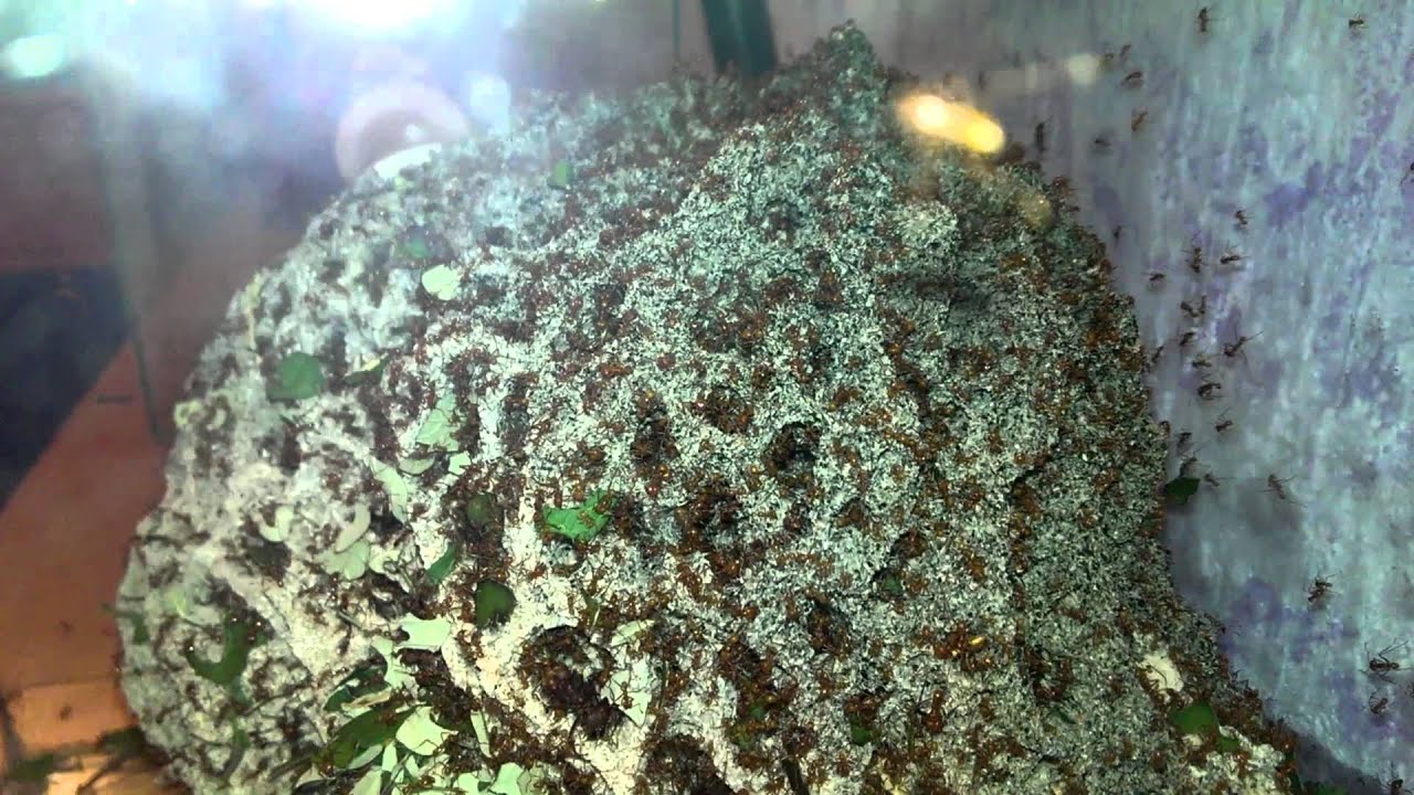 Atta cephalotes nest & fungus - YouTube