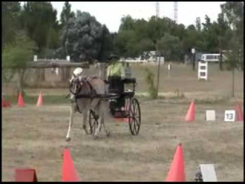 Carriage Driving Cones - YouTube