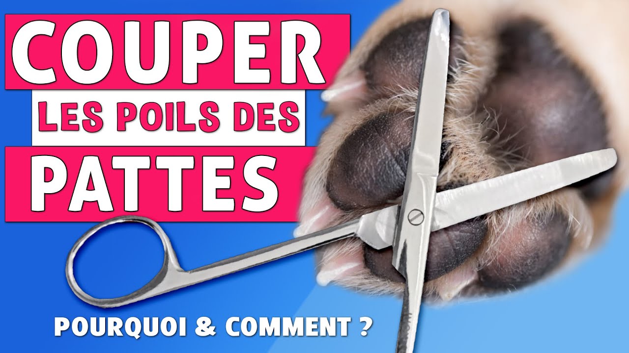 COUPER les POILS des PATTES DU CHIEN - POURQUOI / COMMENT ? - YouTube
