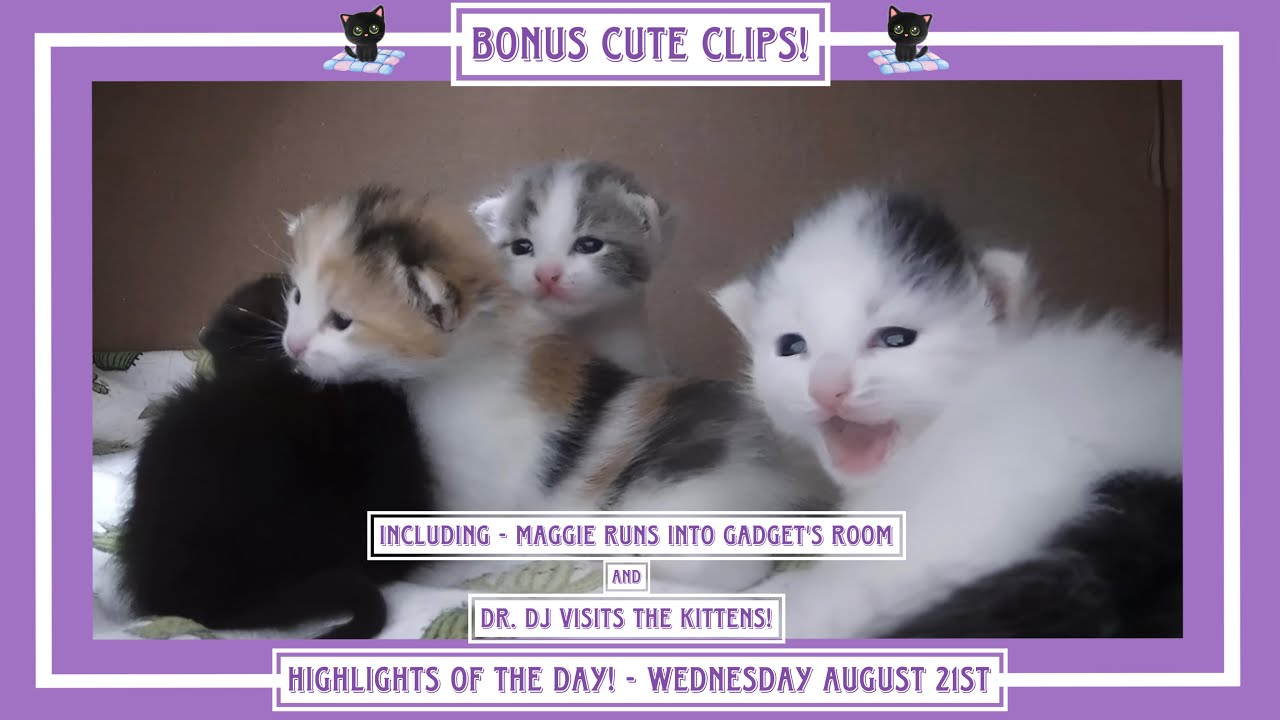 Highlights of the Day! - Wednesday August 21st - Bonus Cute Clips ...