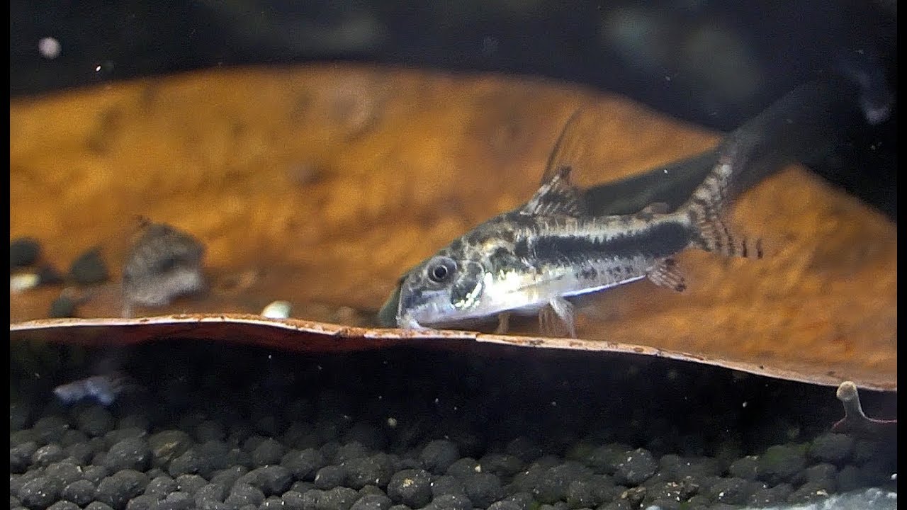 10 minutes of catfish being adorable - YouTube