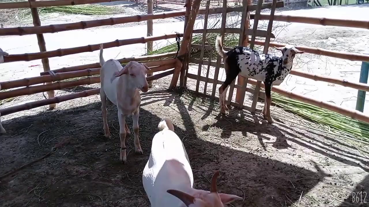 M Jamshed Gote farm,WhatsApp number, 0 3 3 1, 6 8 5 5 7 3 8 - YouTube