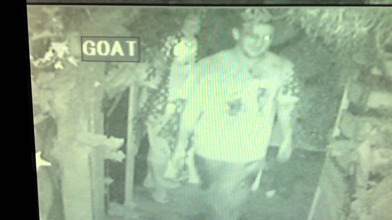 The Gore Galore Goat Head in Action - YouTube