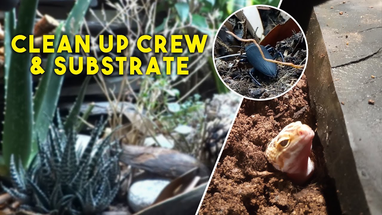 Setting Up A Successful Leopard Gecko Bioactive Tank ft. Eco-Logic ...
