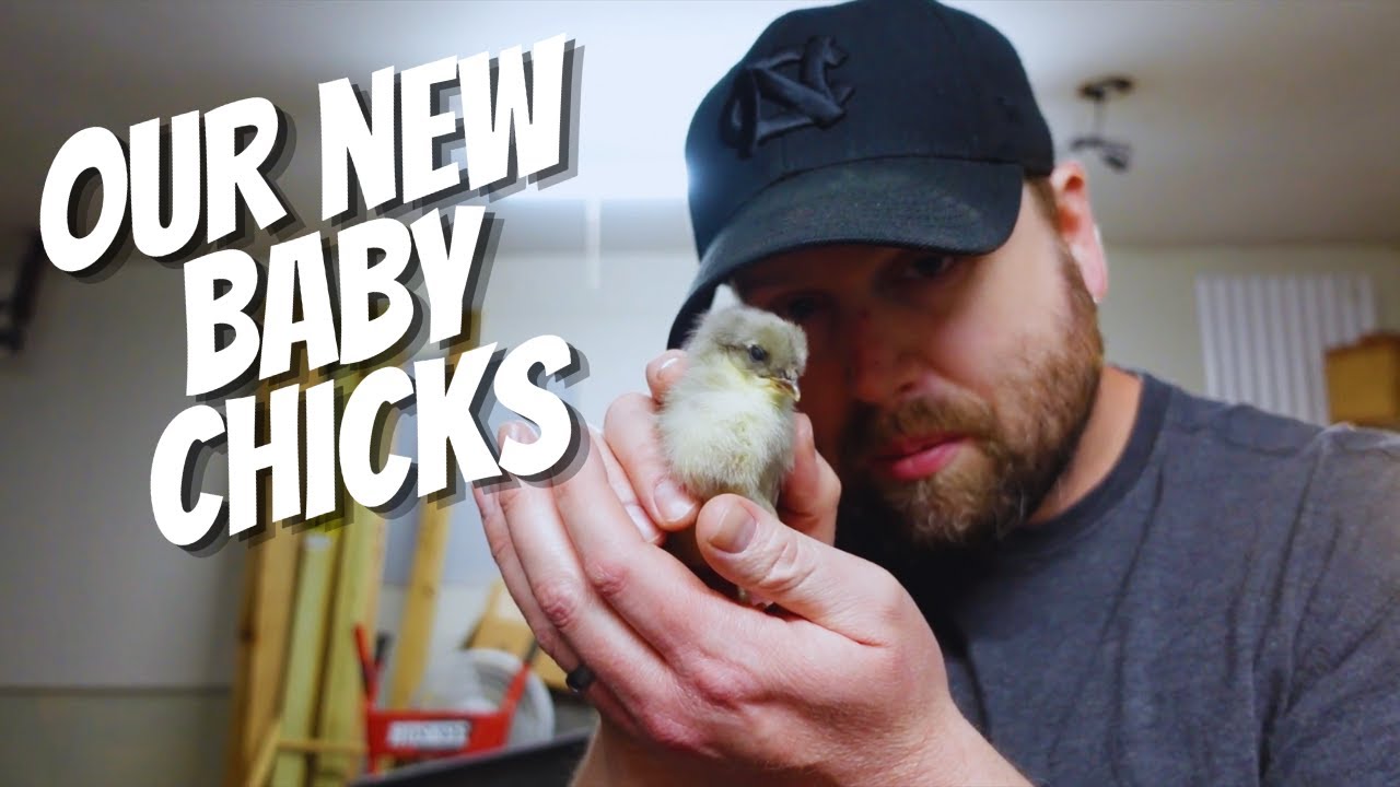 Introducing Our New Baby Chicks | Murray McMurray Hatchery Baby Chicks ...