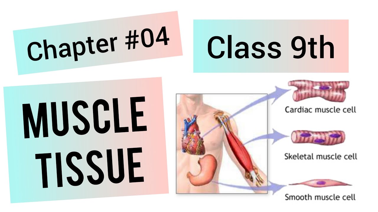Muscle tissue|Class 9 Biology lecture|Chapter #04 |Sindh board|Study ...