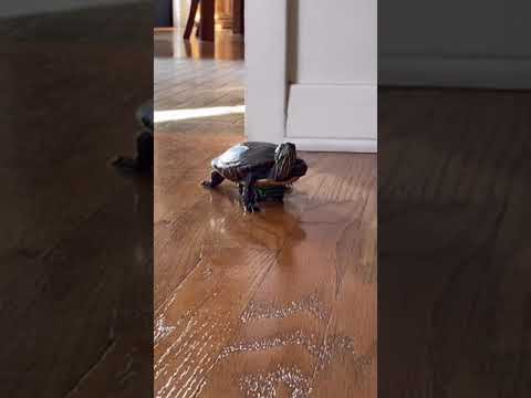 Tortoise Scoots Around the Floor Riding on Tiny Toy Car - 1270226 - YouTube