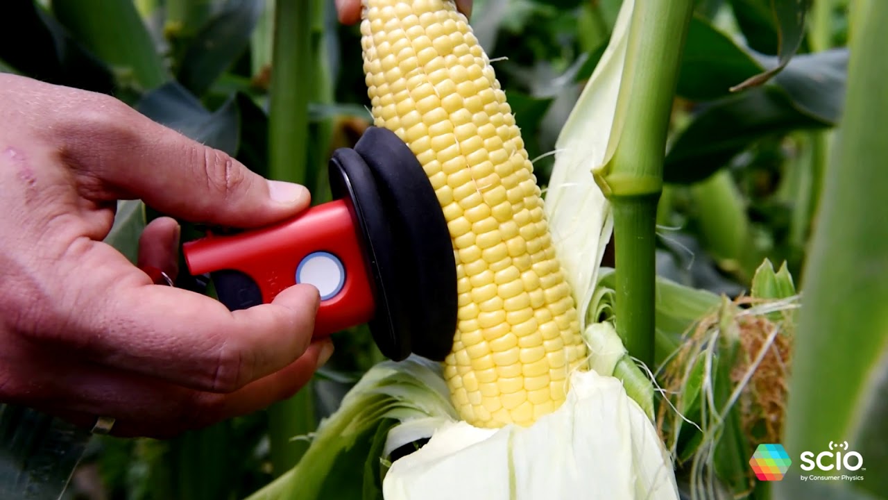 SCiO How-To: Analyzing corn moisture - YouTube