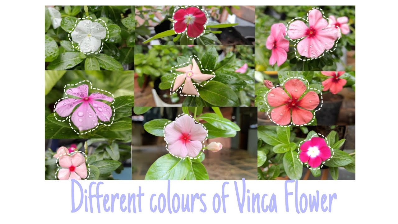 Different types of colours of Vinca Flower|Easy & Amazing vinca Flower ...