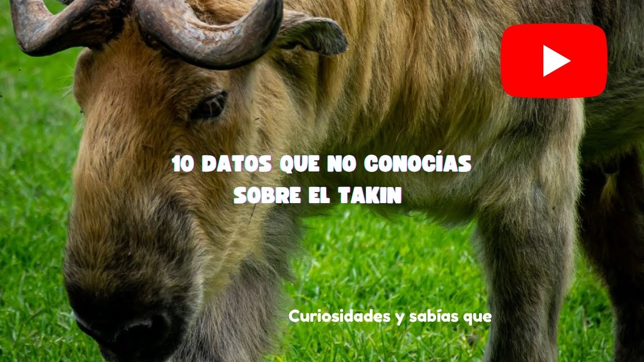 10 Datos que no conocías sobre el Takin.😜 - YouTube