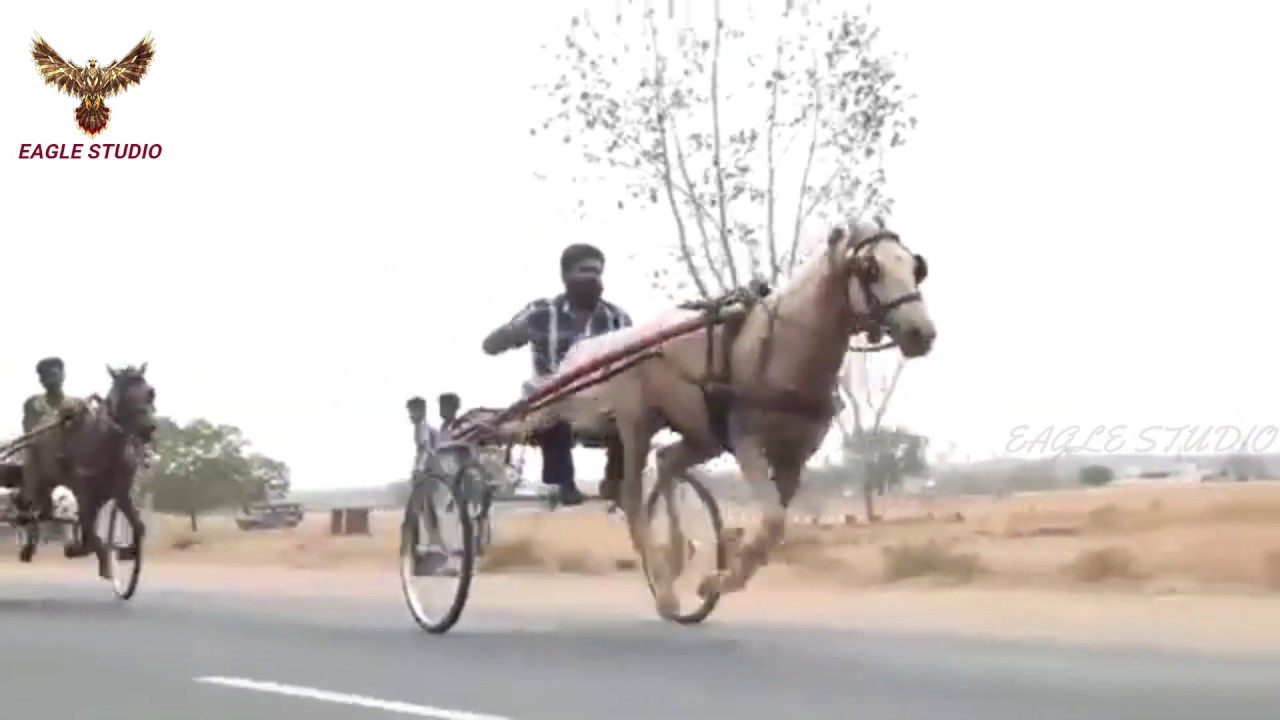 கரூரில் ரேக்ளா ரேஸின் பதட்டமான காட்சிகள்| Karur Horse Race|Kuthirai ...