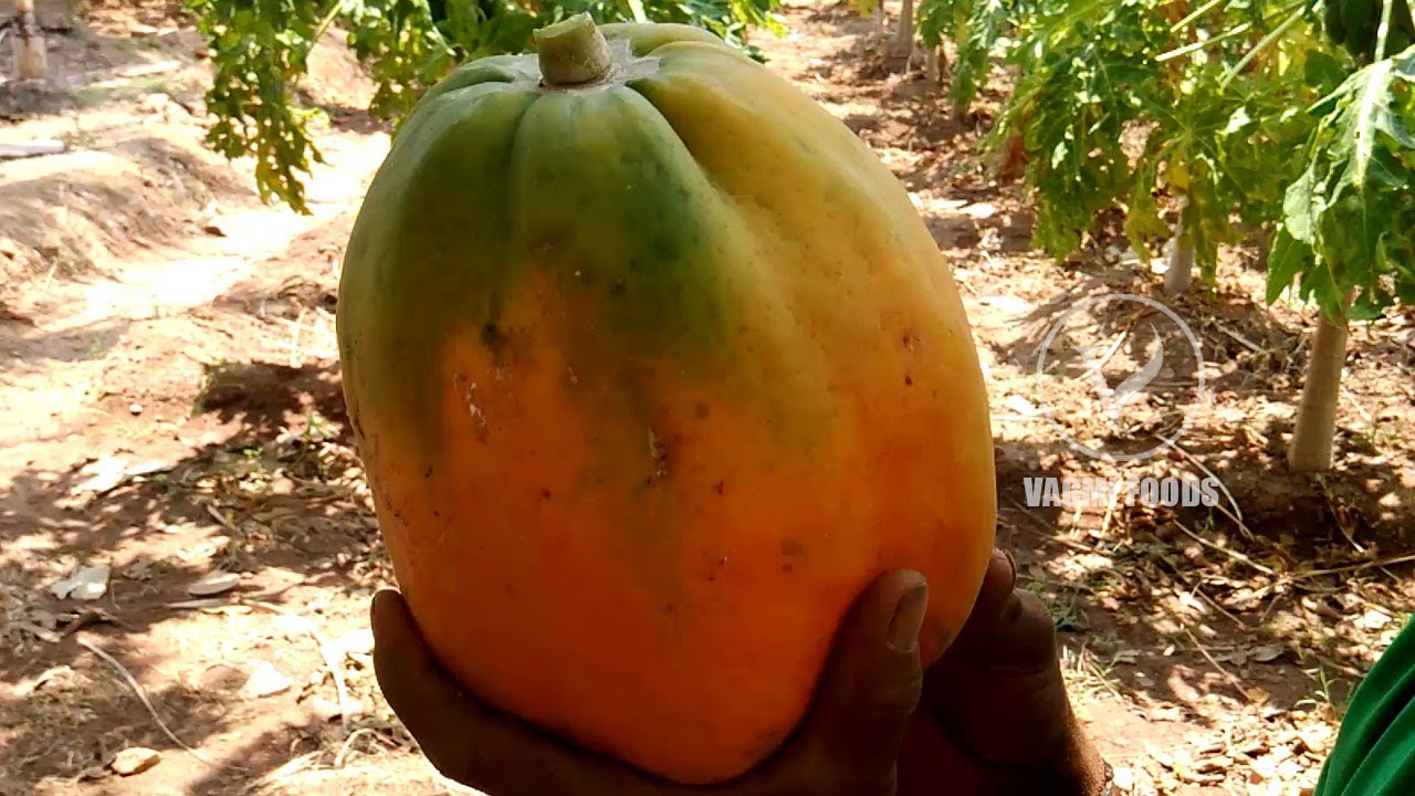 Farm Fresh Big Papaya Salad | I Am Eating Fresh Papaya Fruit Salad In ...