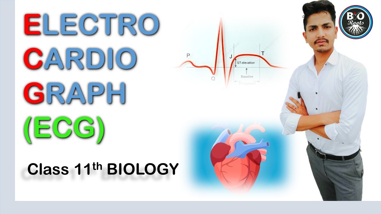 ECG Complete video ll Class 11th Biology ll one shot #bioroots #neet # ...