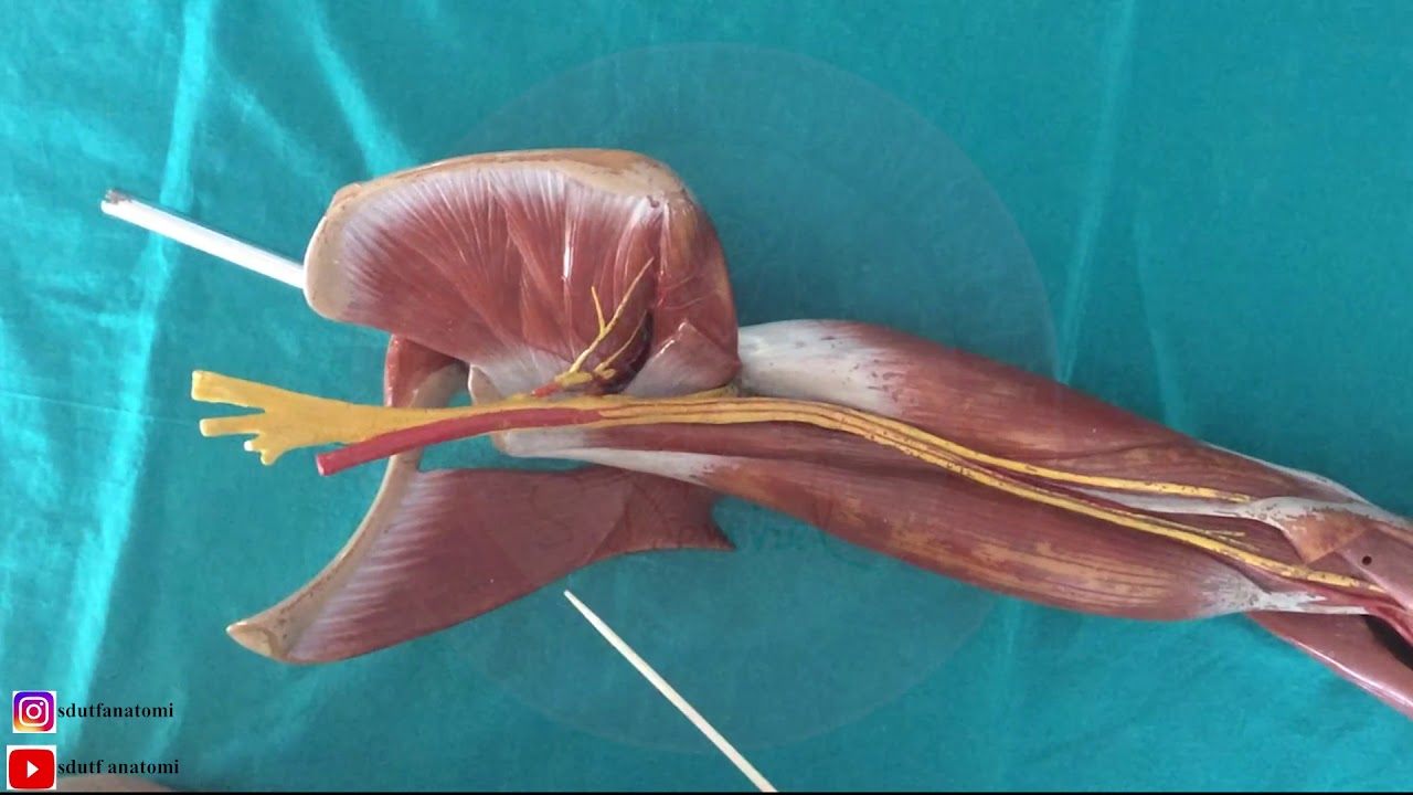 Plexus Brachialis - YouTube