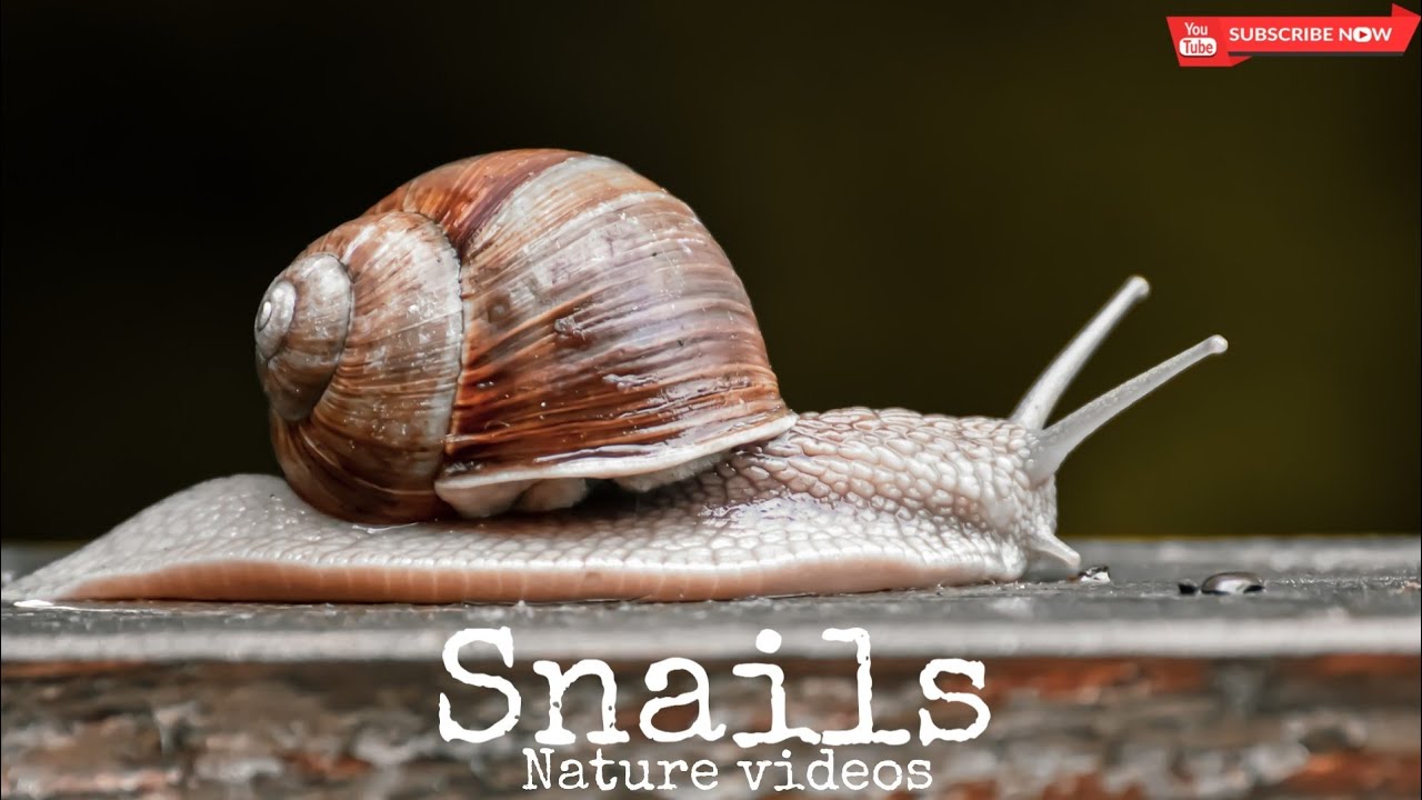Snails || Video Editing With Music || Nature videos. - YouTube