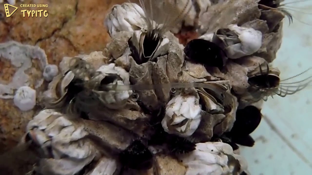 Sex and the sea: Hermaphroditic acorn barnacles, Balanus glandula ...