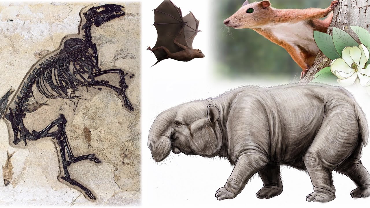 Taking Center Stage: The Rise of Mammals In The Post Dinosaur World From 66 to 33 Million Years ...