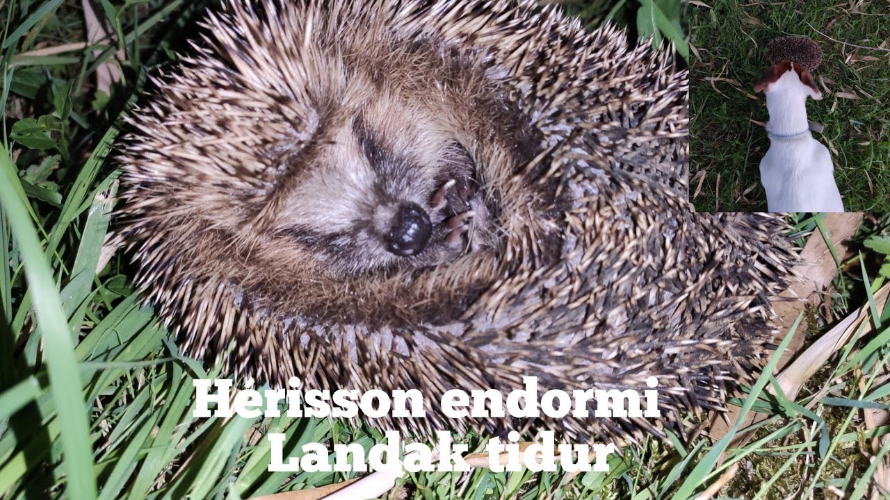 Hérisson endormi | Landak tidur - YouTube