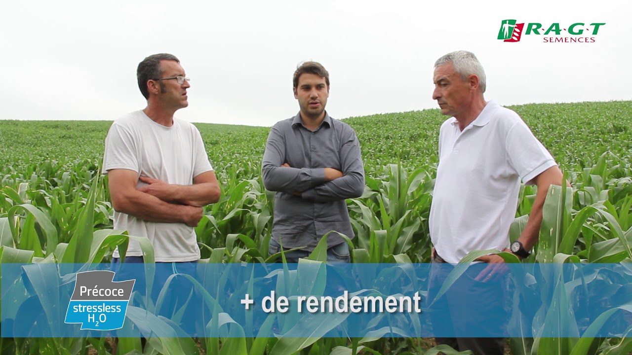 RAGT Semences - MAIS Stressless précoce - YouTube